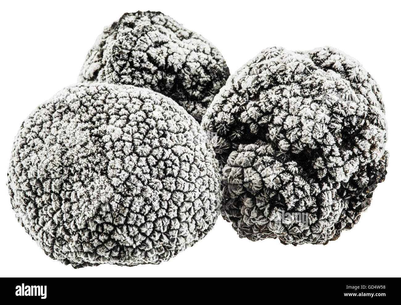 Frozen black truffles. File contains clipping paths Stock Photo - Alamy