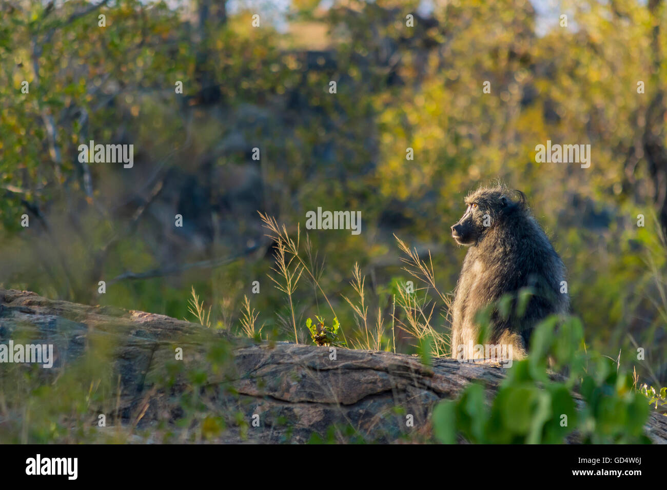 Big baboon sitting on a tree stump in late afternoon sun Stock Photo ...