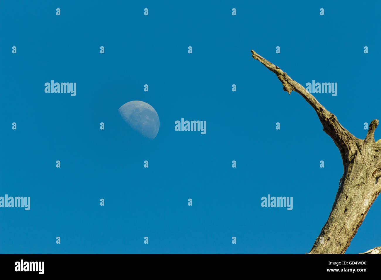 Tree dead moon silhouette hi-res stock photography and images - Alamy