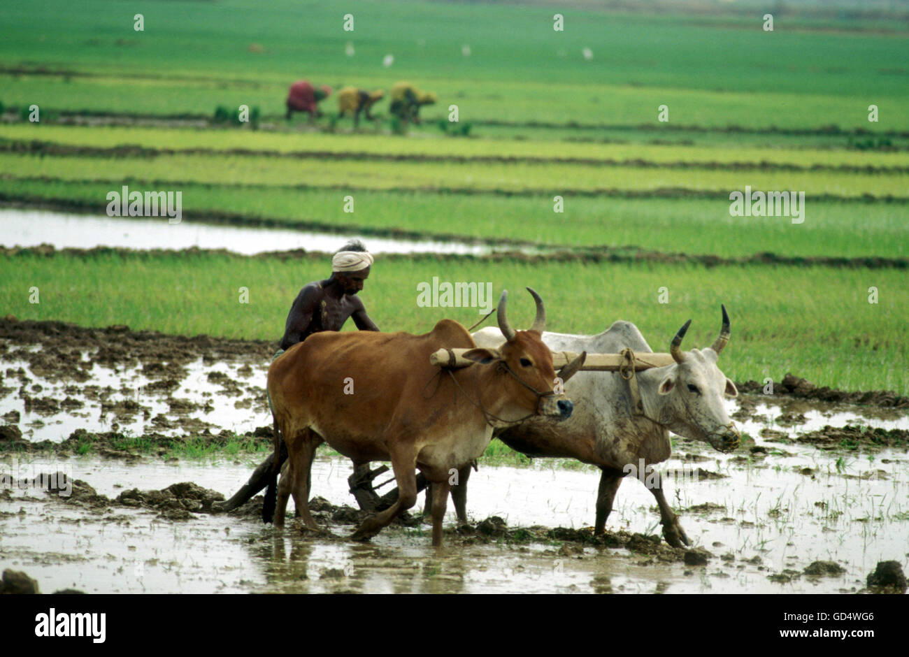 Ploughing with cows hi-res stock photography and images - Alamy