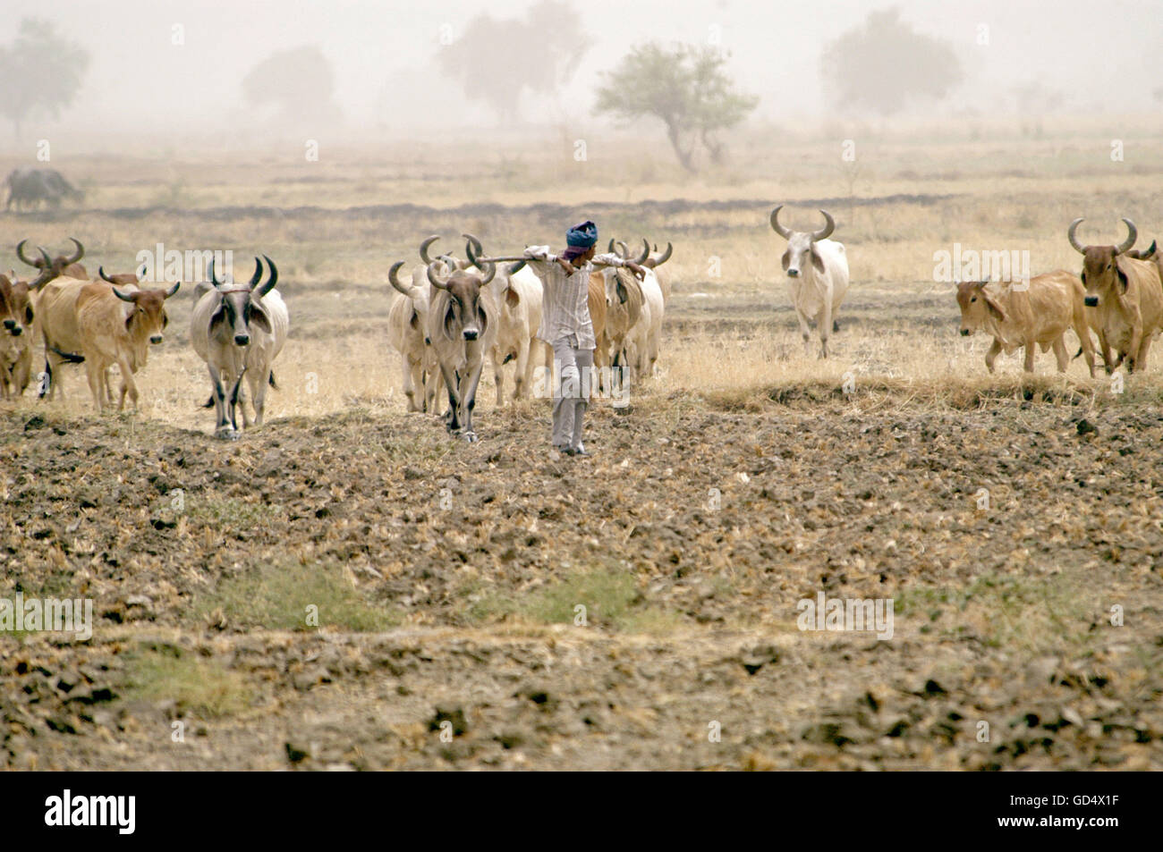 Boy shepherd hi-res stock photography and images - Alamy