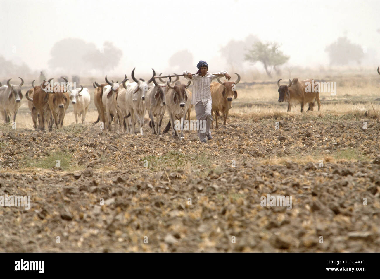 Boy shepherd hi-res stock photography and images - Alamy