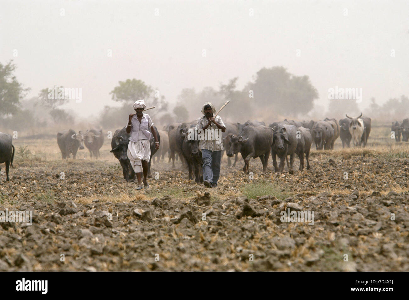 The shepherd boy hi-res stock photography and images - Alamy