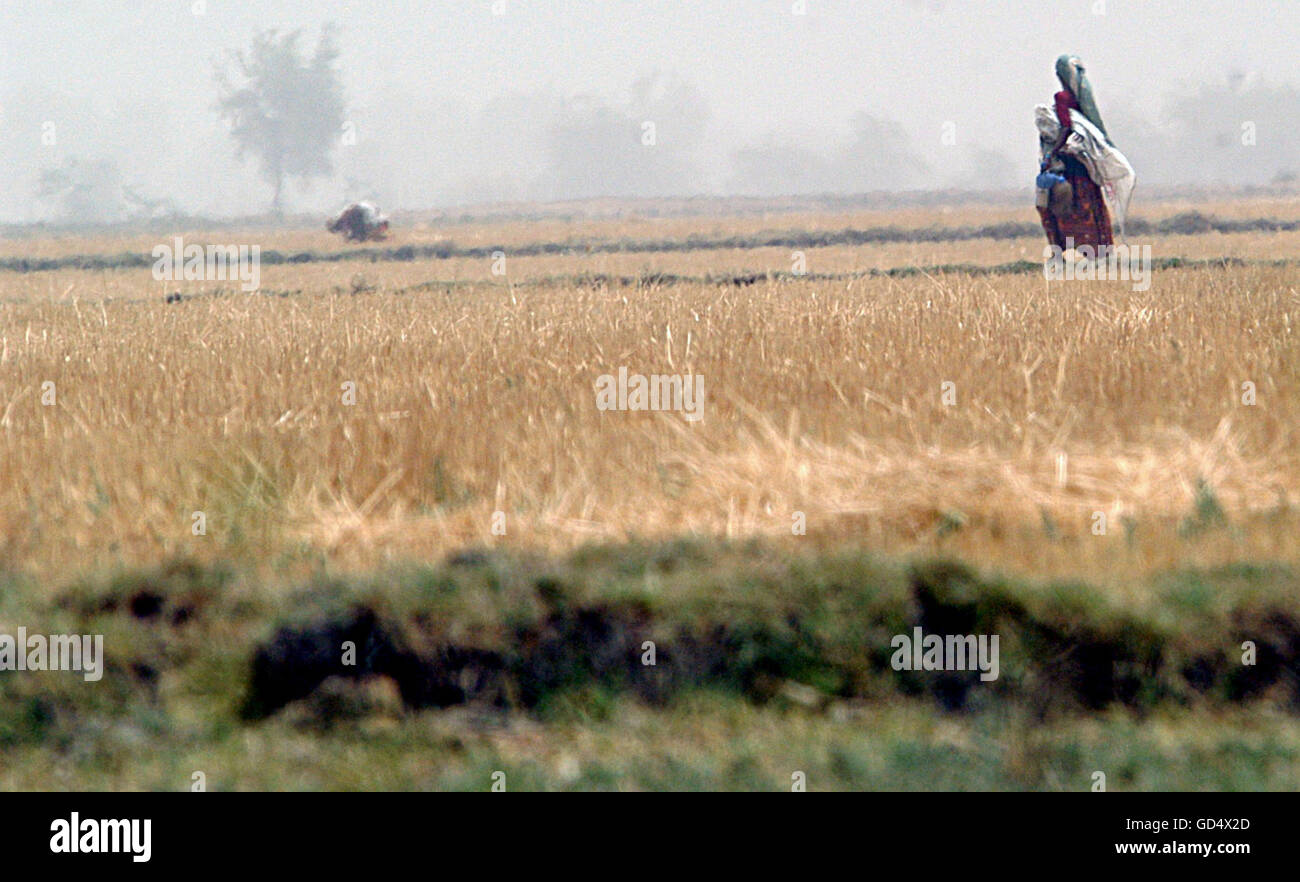 A woman crossing paddy field Stock Photo - Alamy