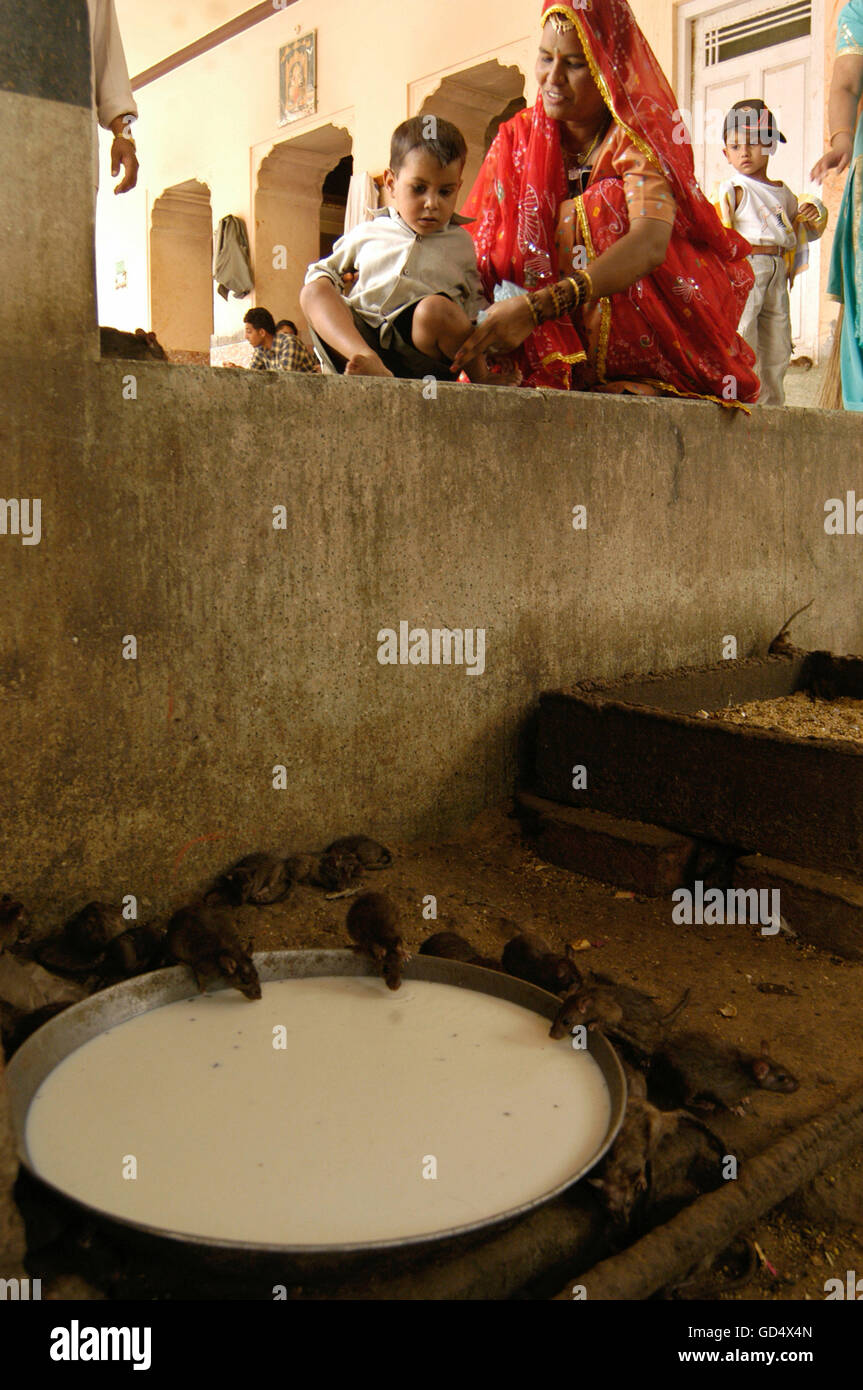 Rats drinking milk Stock Photo - Alamy