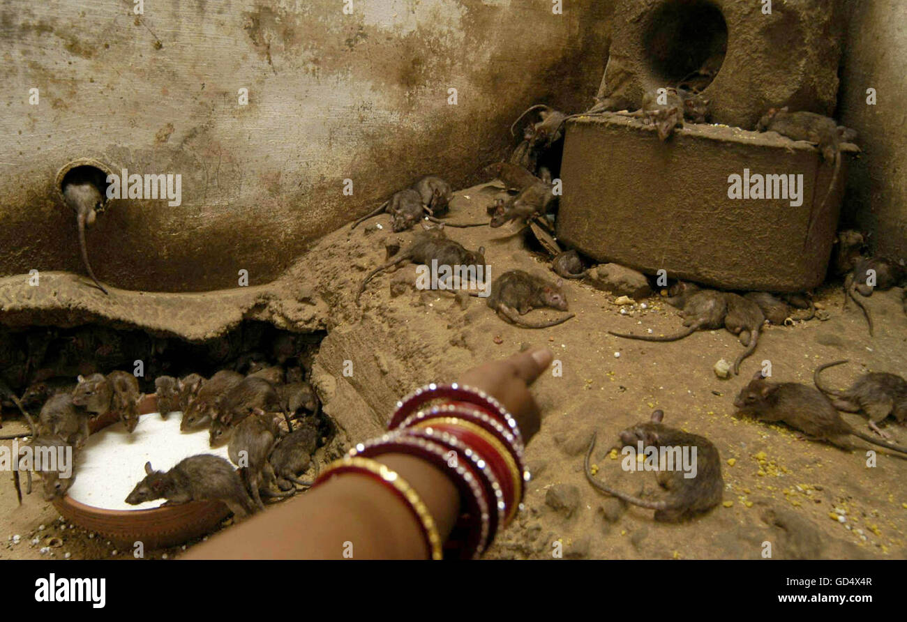 Devotees offering food to rats Stock Photo - Alamy