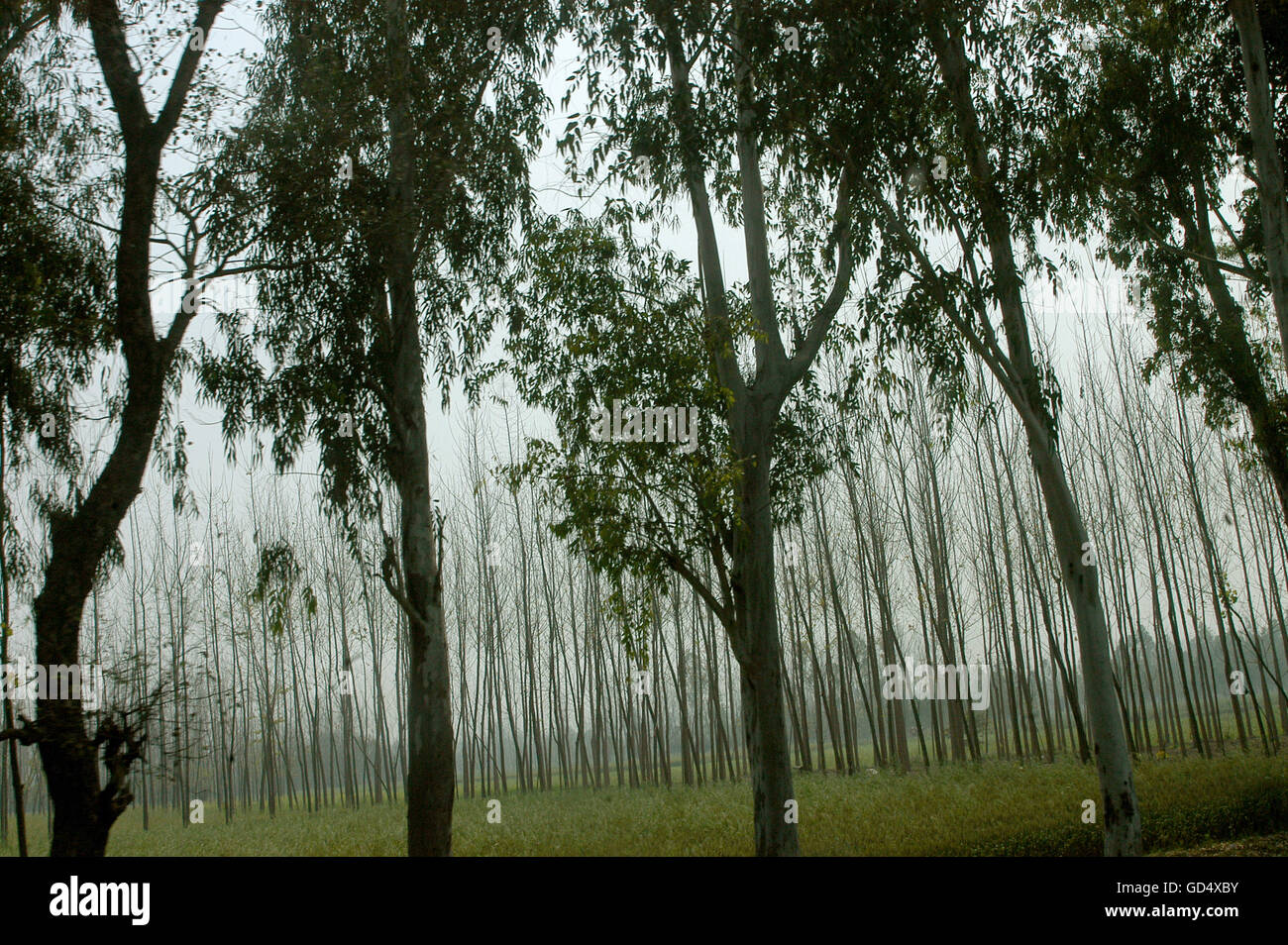 Chinar kashmir hi-res stock photography and images - Alamy