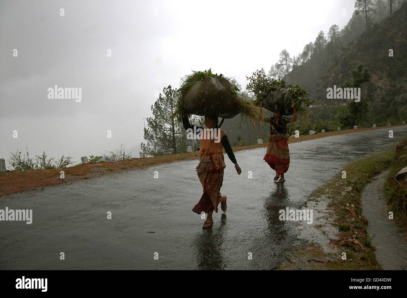 A worker carrying fodder Stock Photo - Alamy