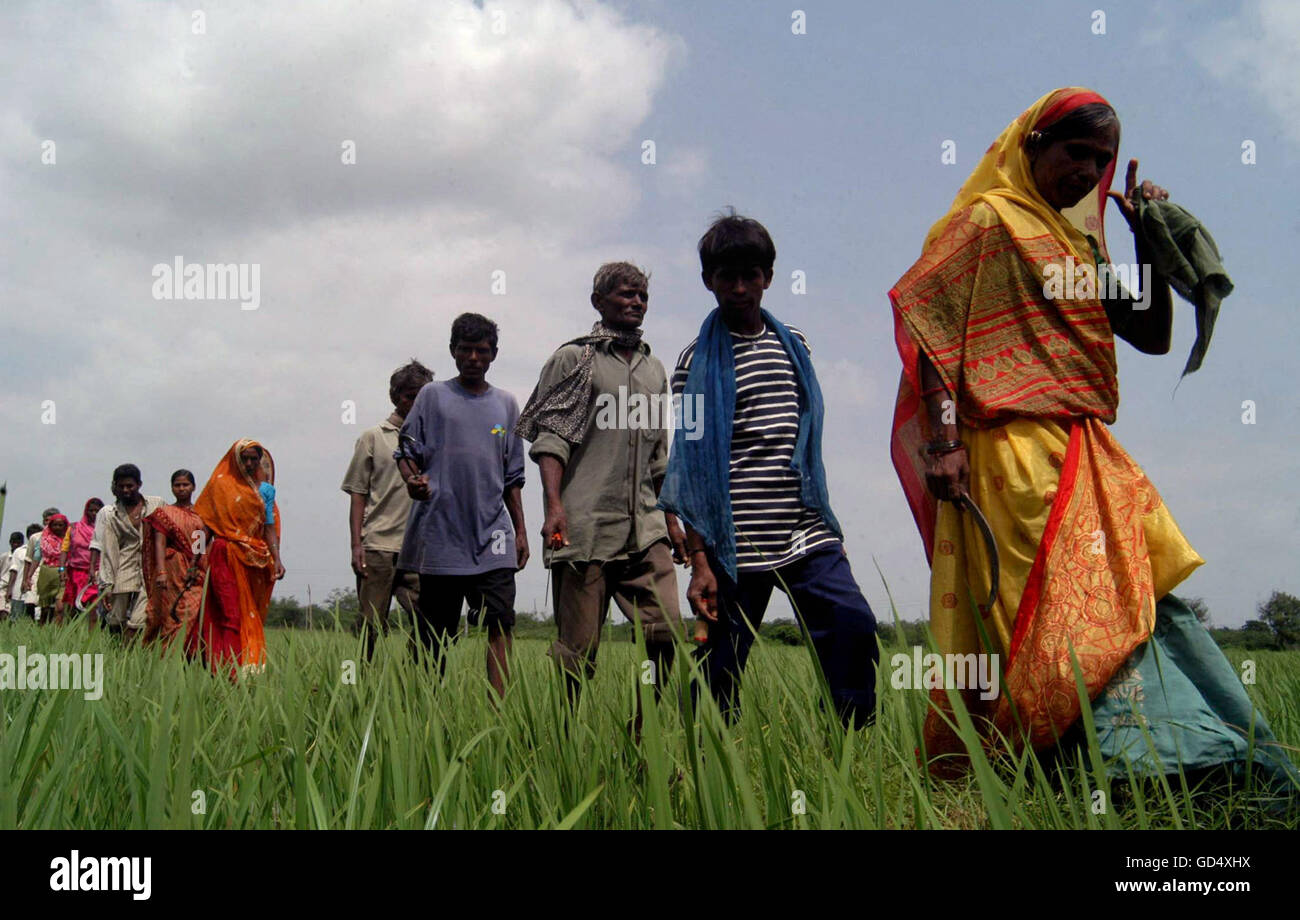 Workers in paddy fields Stock Photo - Alamy