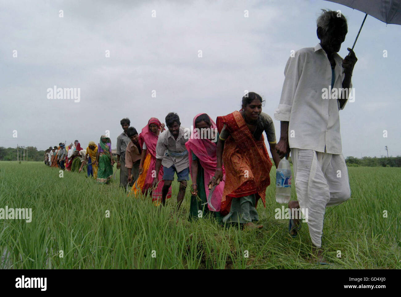 Workers in paddy fields Stock Photo - Alamy