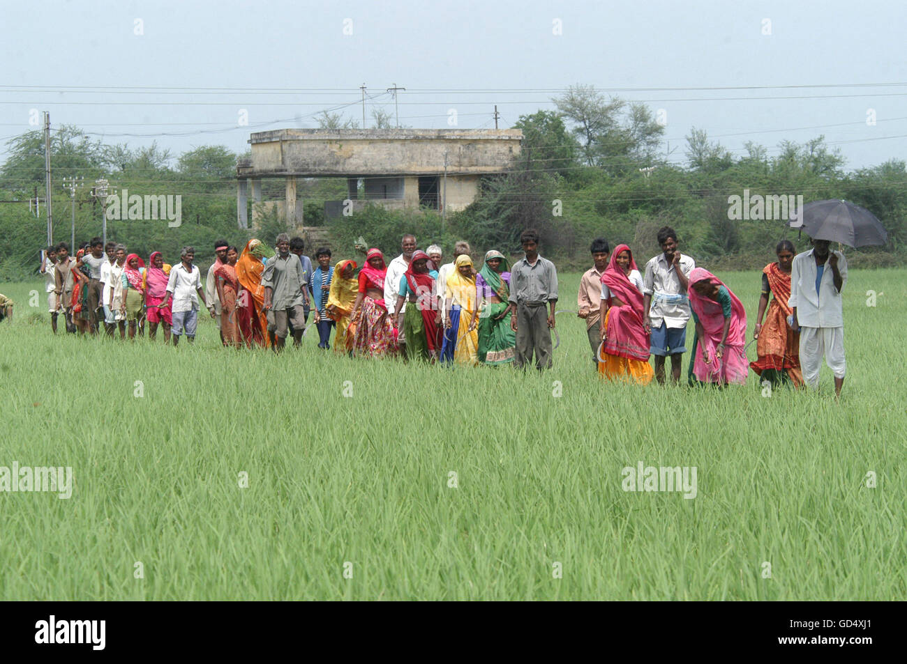 Workers in paddy fields Stock Photo - Alamy