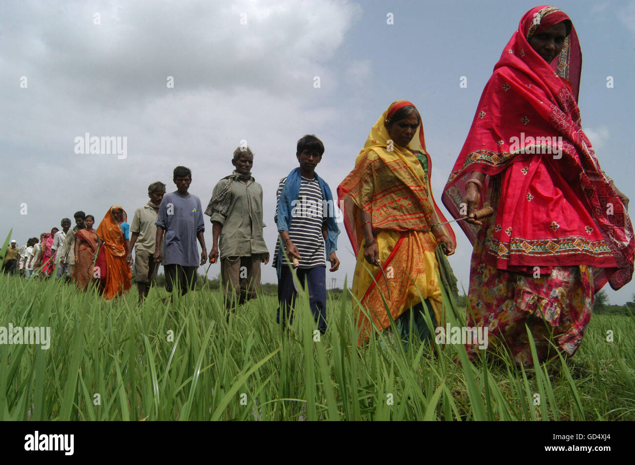 Workers in paddy fields Stock Photo - Alamy