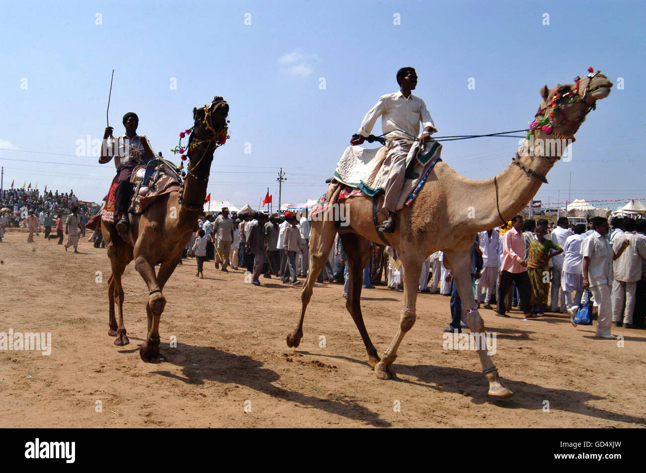 Gujarat camels hi-res stock photography and images - Alamy
