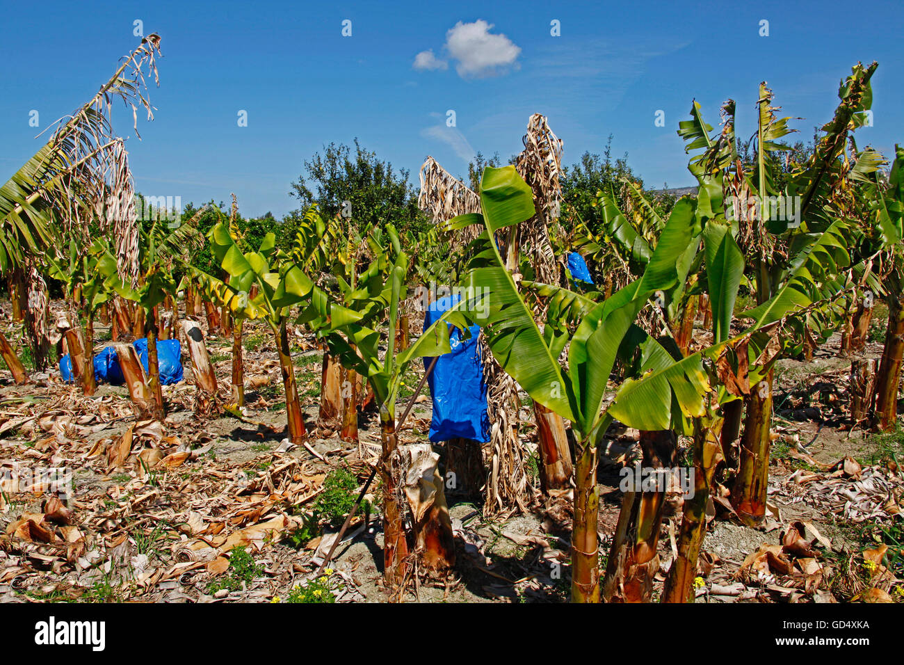 Banana plantations district republic cyprus hi-res stock photography ...