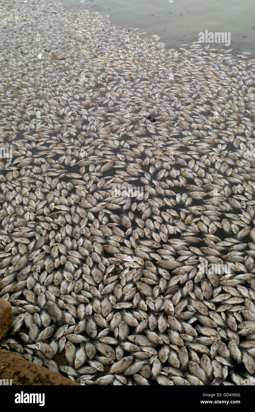 Dead fishes water hi-res stock photography and images - Alamy