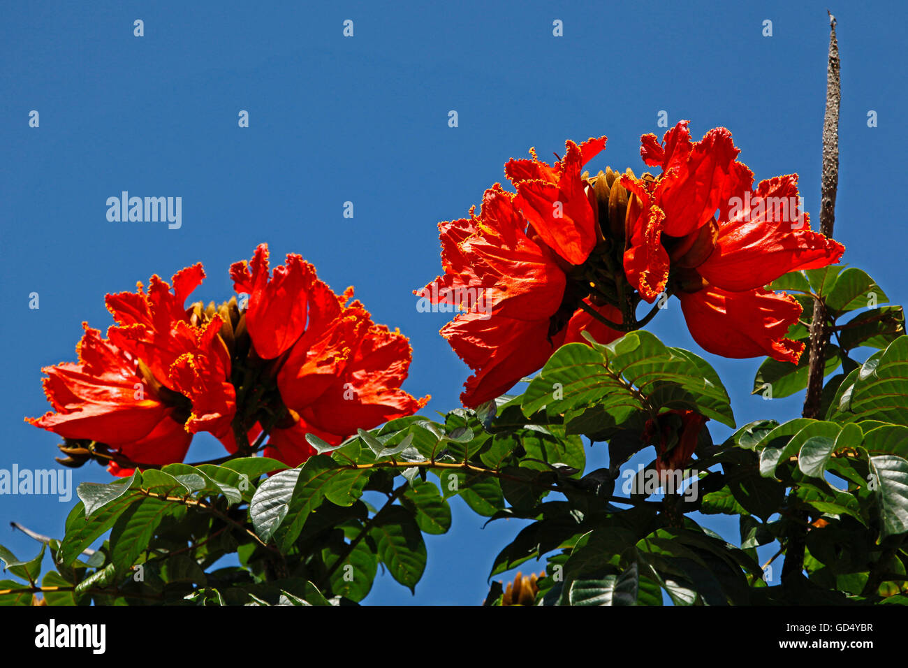 Spathodea campanulata african tulip tree hi-res stock photography and ...
