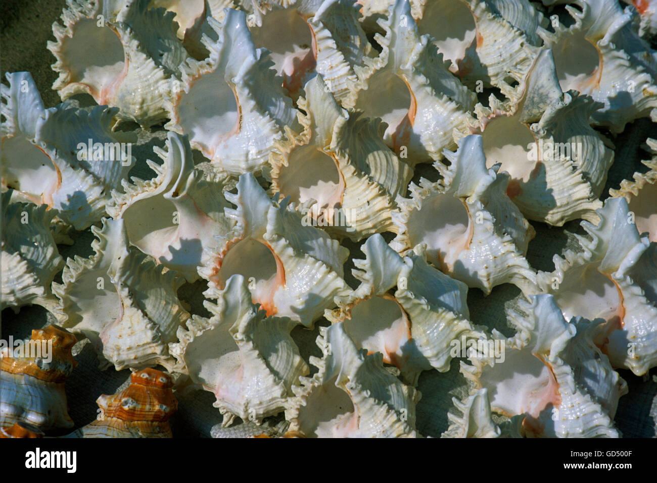 Conch shell india hi-res stock photography and images - Alamy