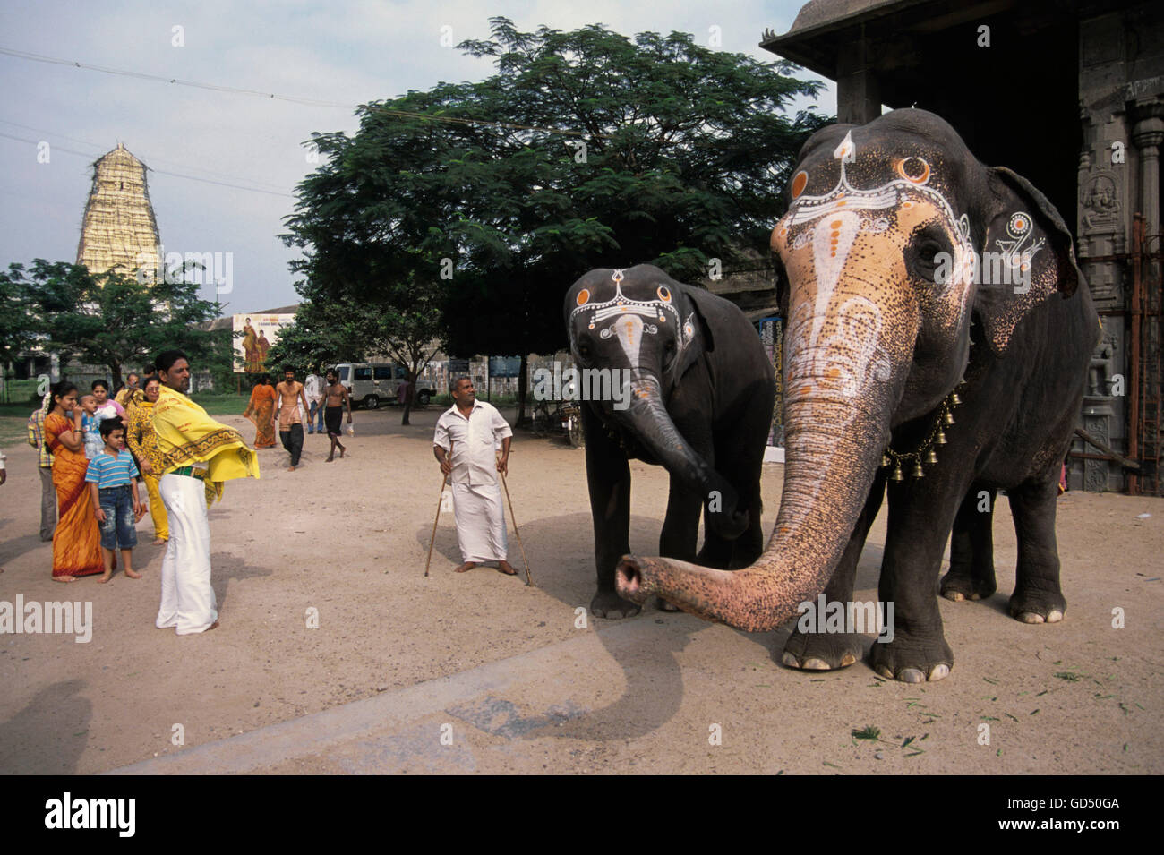 Elephant Outside Temple , Kanchipuram Stock Photo - Alamy