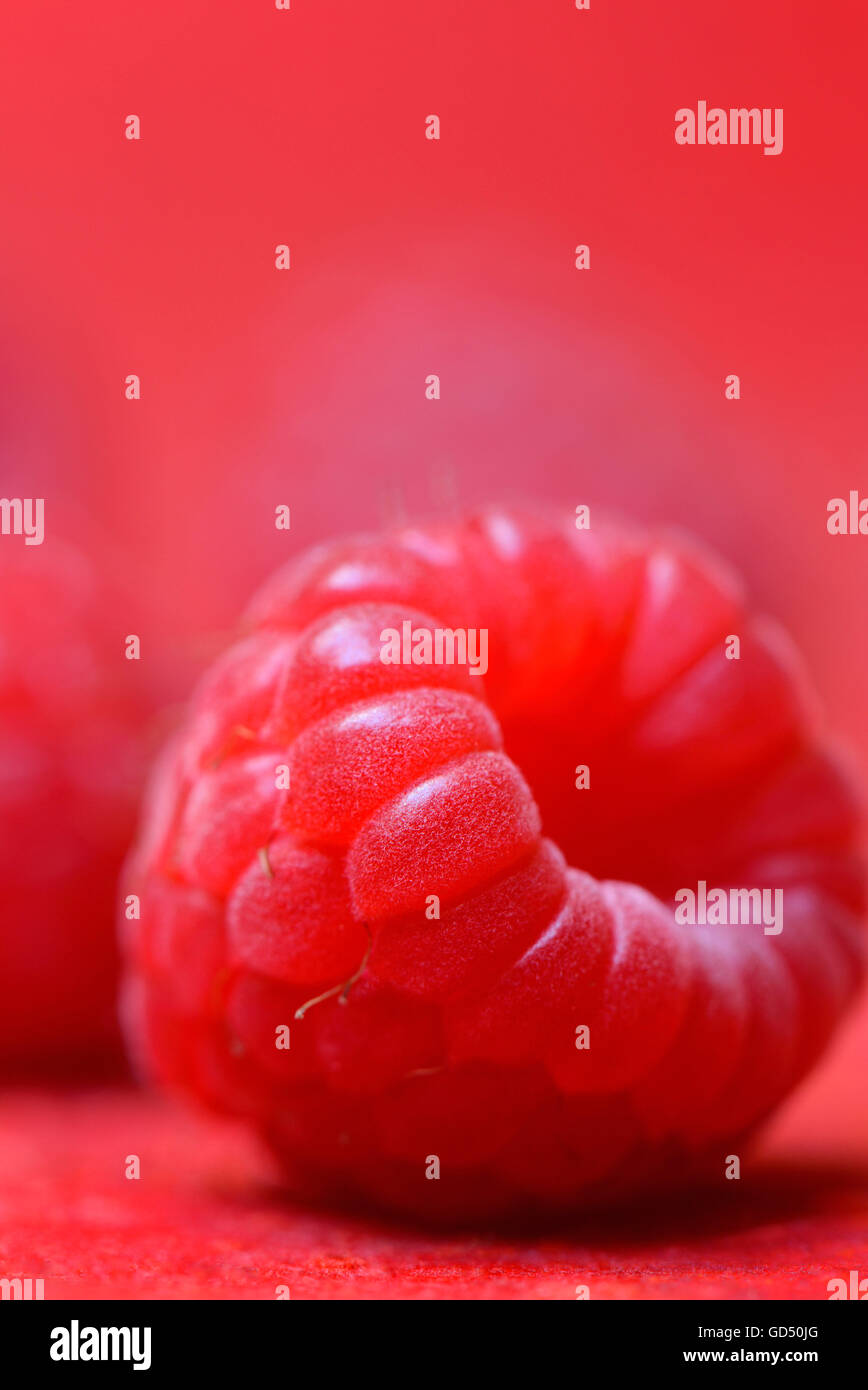 Himbeere / (Rubus idaeus Stock Photo - Alamy