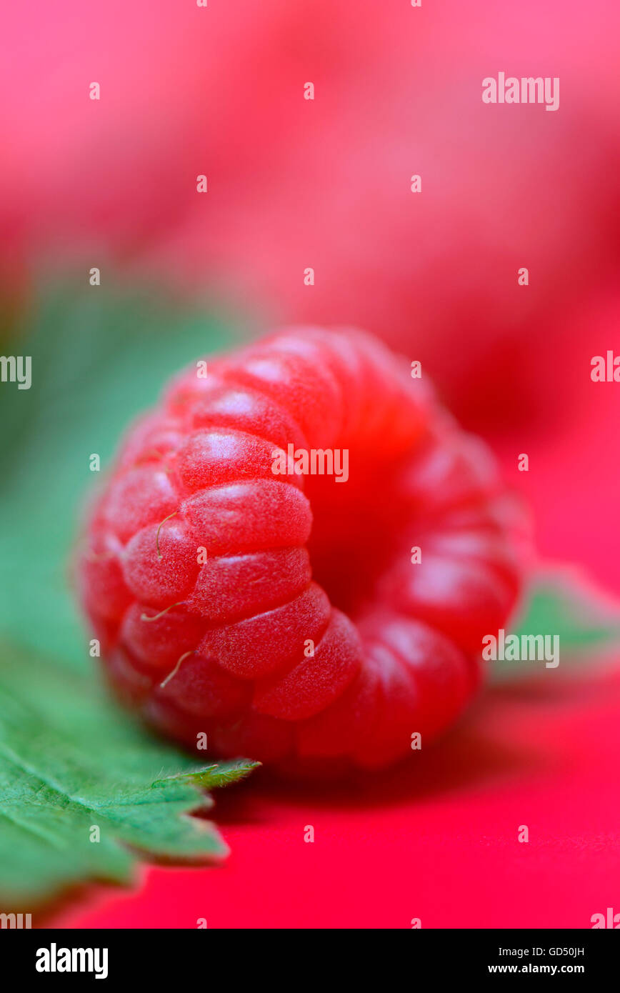Rubus idaeus hi-res stock photography and images - Alamy