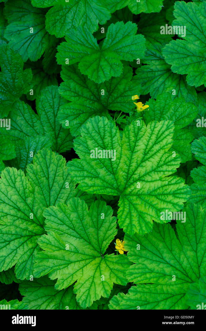 Gelapptblaettrige Waldsteinie / (Waldsteinia geoides Stock Photo - Alamy