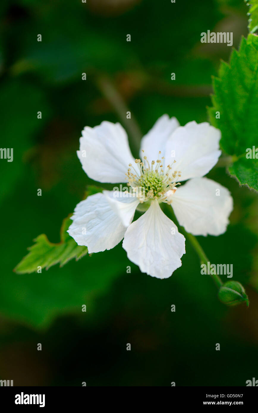 Brombeere hi-res stock photography and images - Alamy