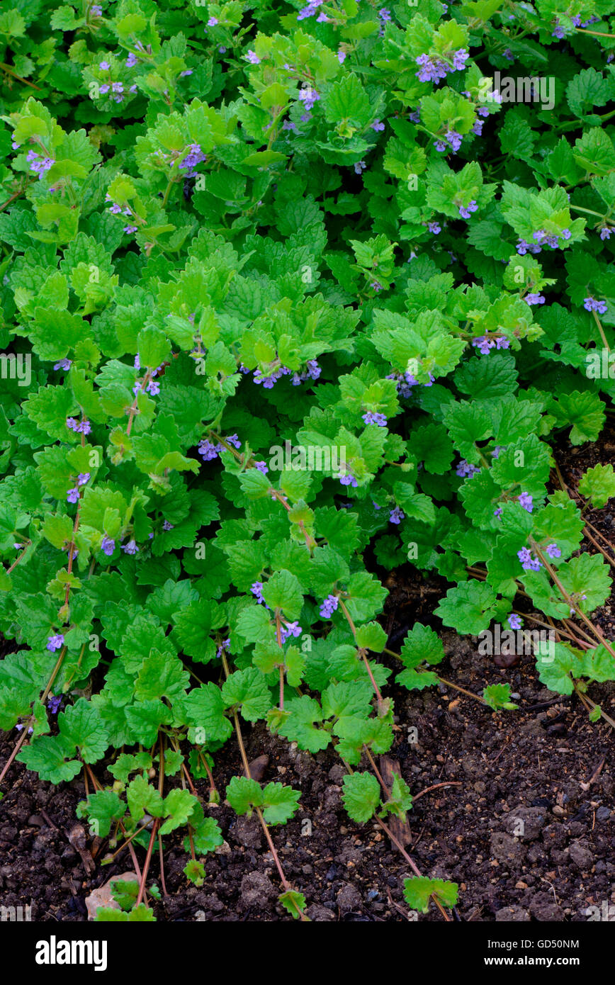 Gundermann / (Glechoma hederacea Stock Photo - Alamy