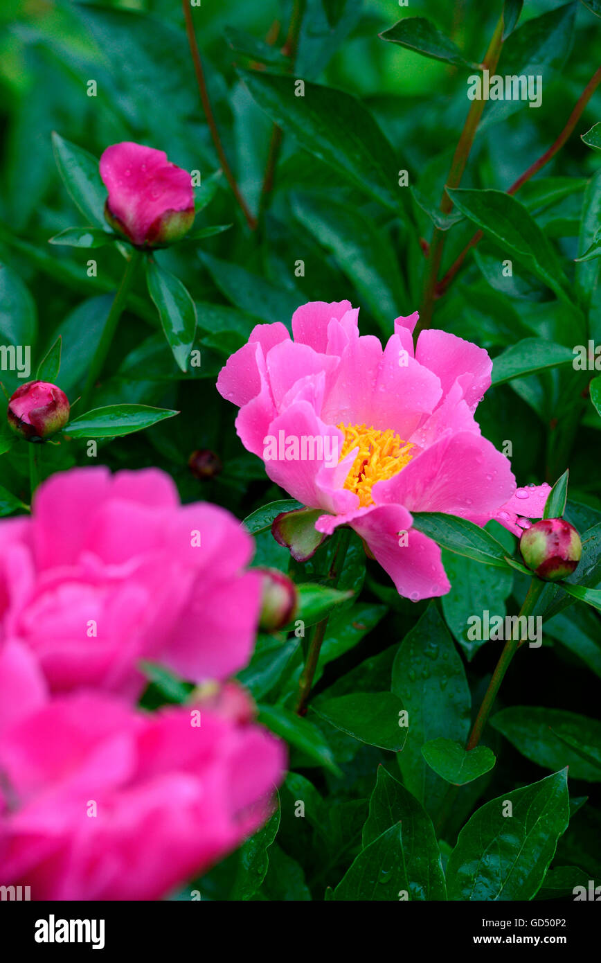 Pfingstrose hi-res stock photography and images - Alamy