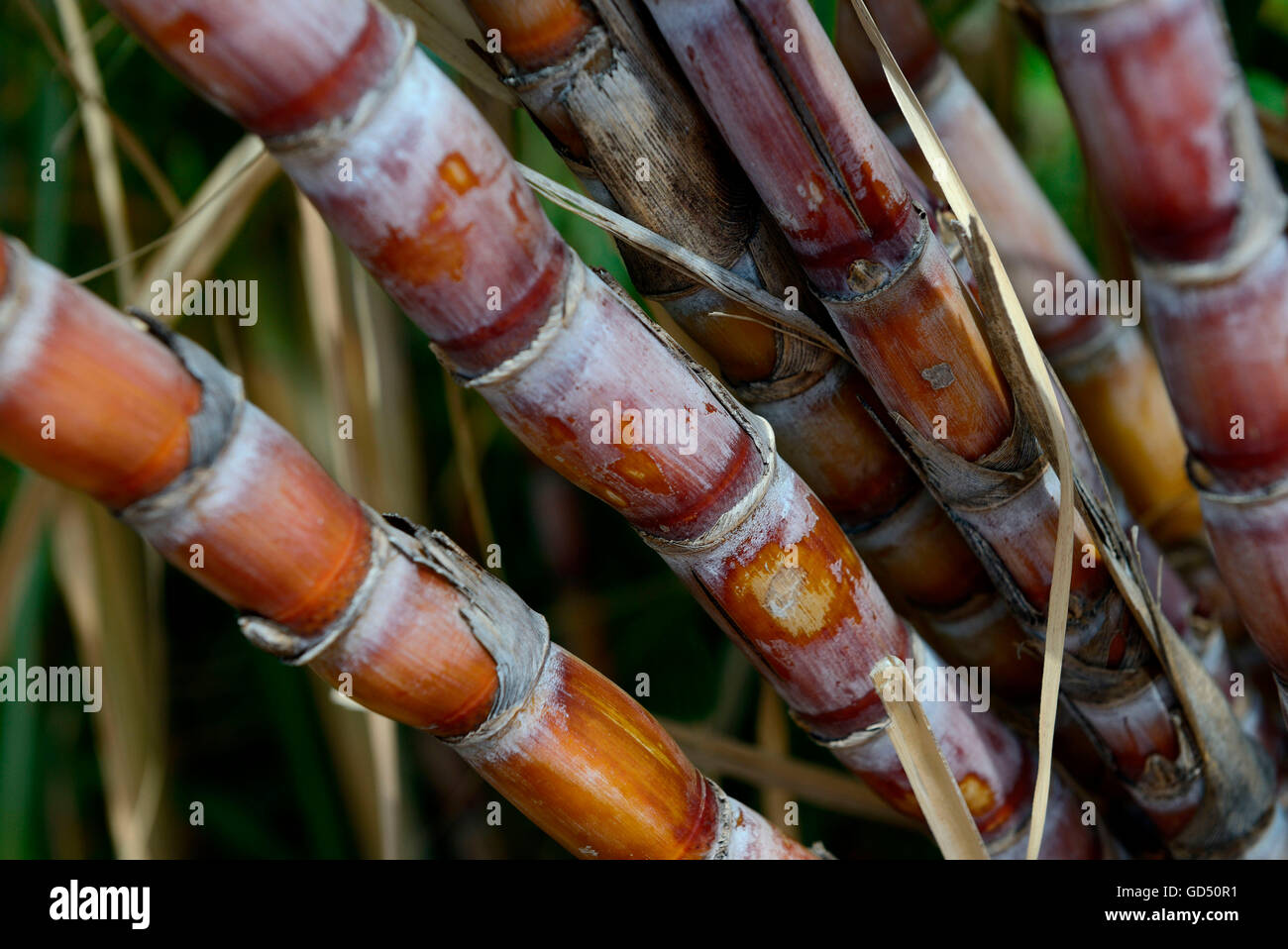 Zuckerrohr / (Saccharum officinarum Stock Photo - Alamy
