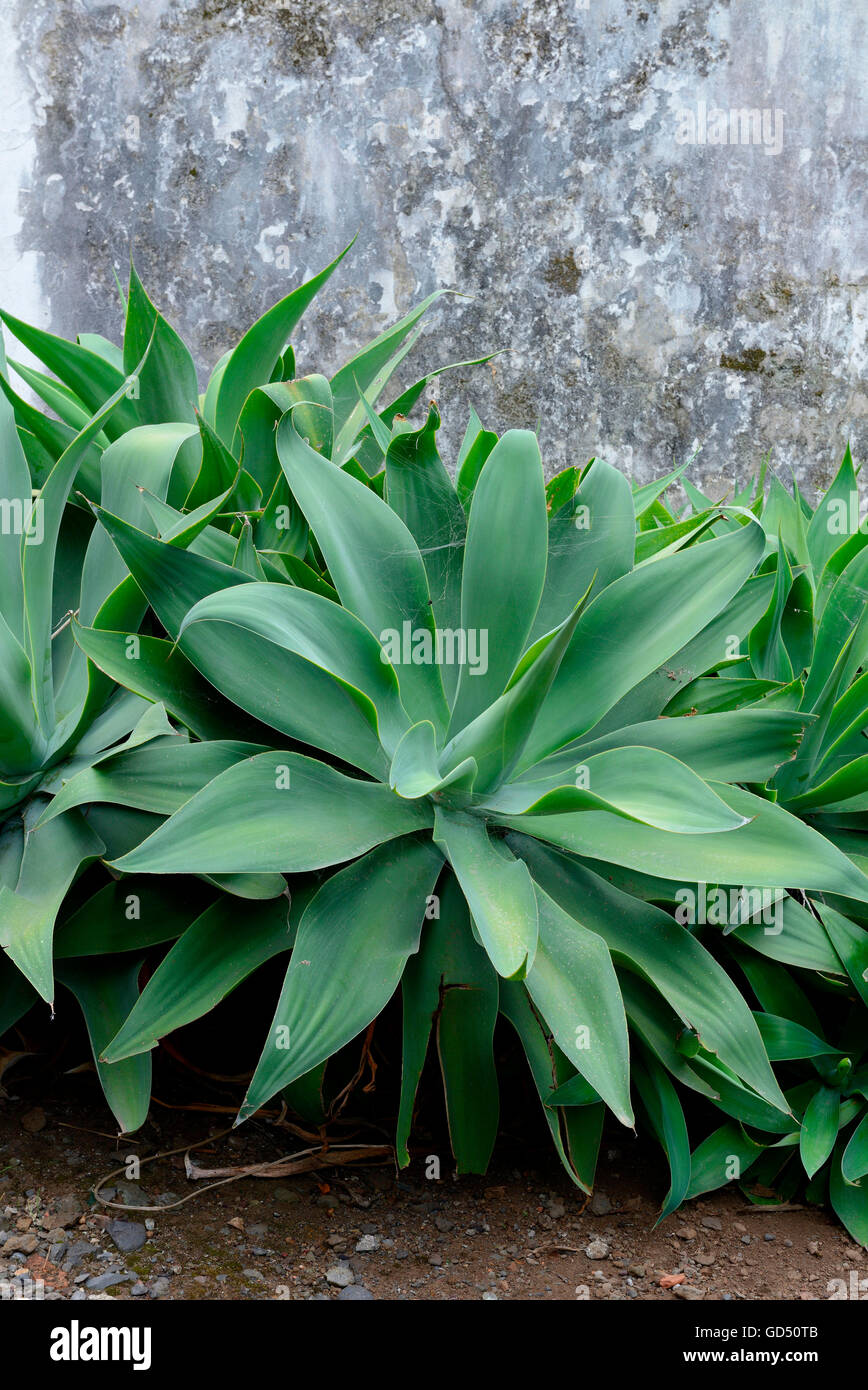 Agave attenuata plant hi-res stock photography and images - Alamy