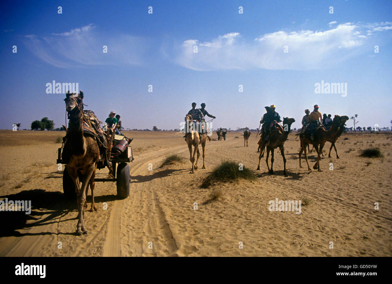 Camel cart race Stock Photo - Alamy