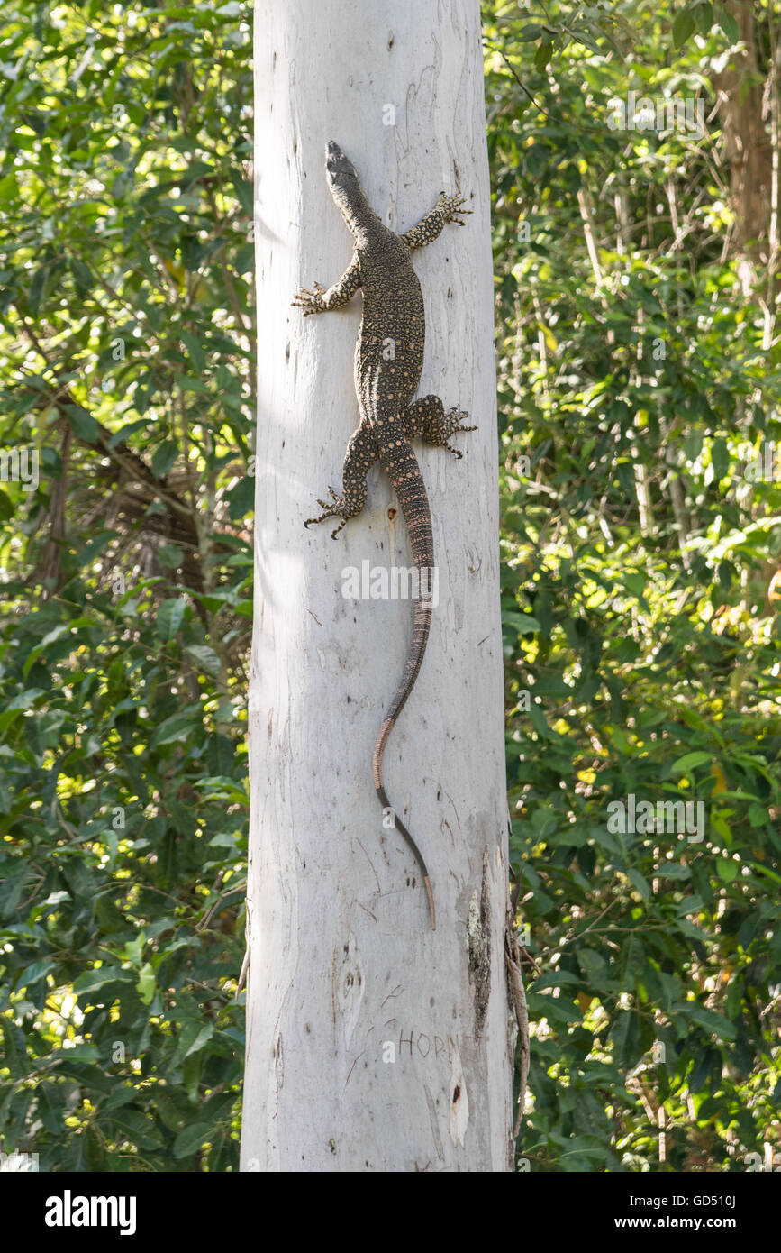 Australian goanna or lace monitor climbing eucalyptus tree in North ...