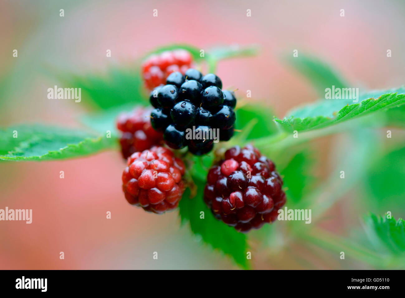 Brombeere hi-res stock photography and images - Alamy