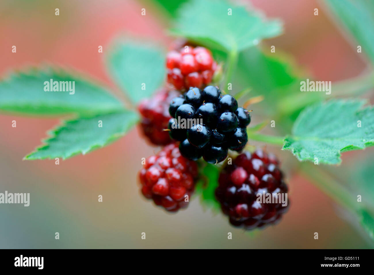 Rubus fruticosus hi-res stock photography and images - Alamy