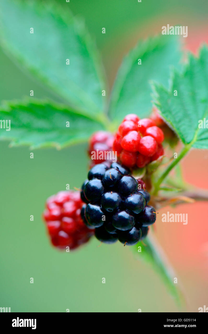 Brombeere hi-res stock photography and images - Alamy