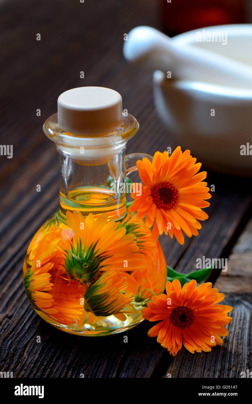 Marigold oil, Calendula officinalis Stock Photo - Alamy