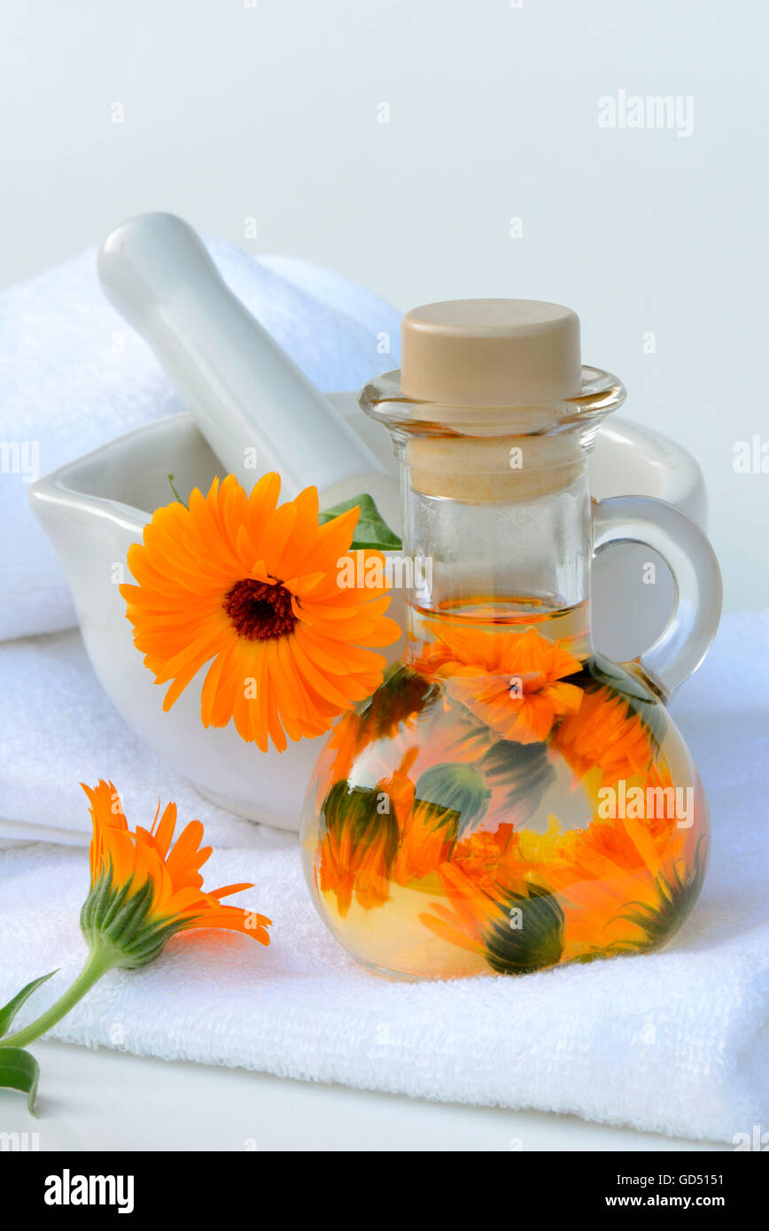 Marigold oil, Calendula officinalis Stock Photo - Alamy