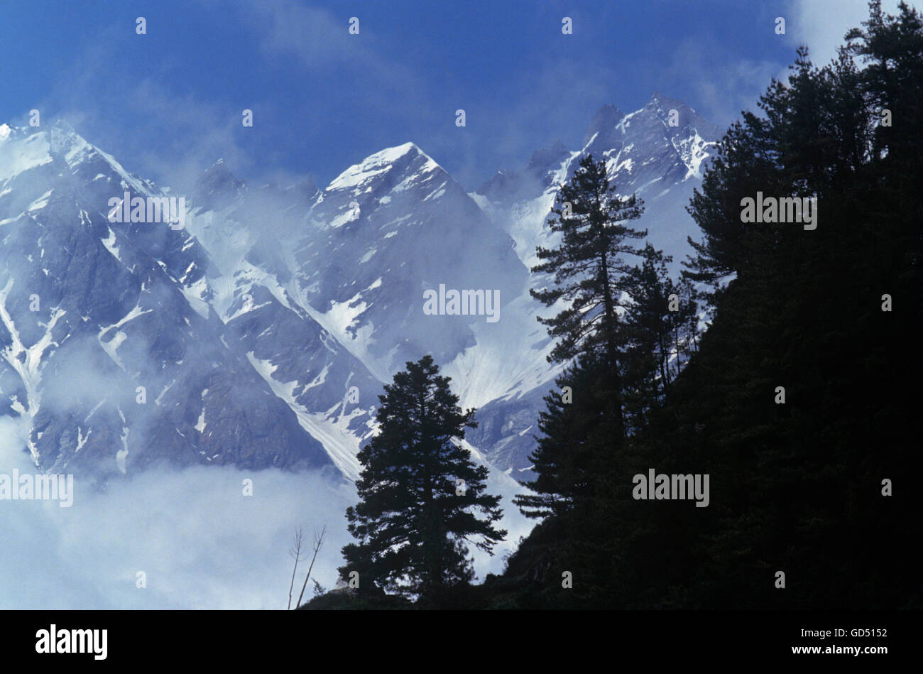 Api hi-res stock photography and images - Alamy