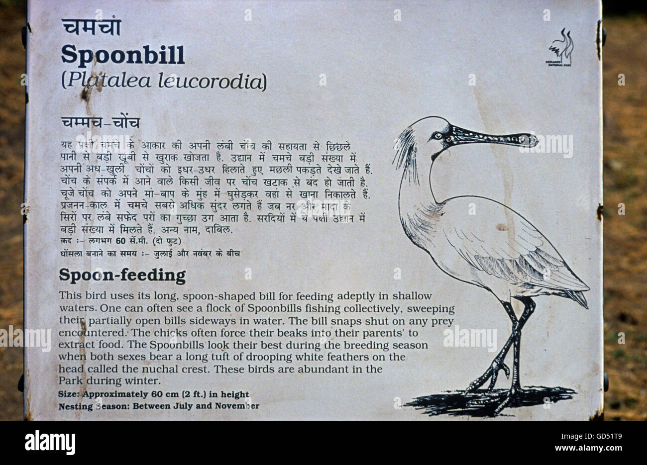 Description of spoonbill Stock Photo - Alamy