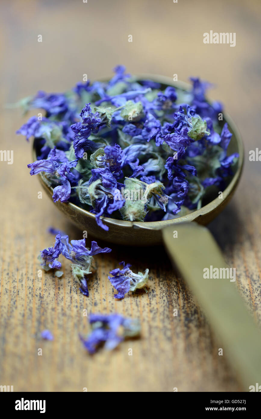 Malve hi-res stock photography and images - Alamy