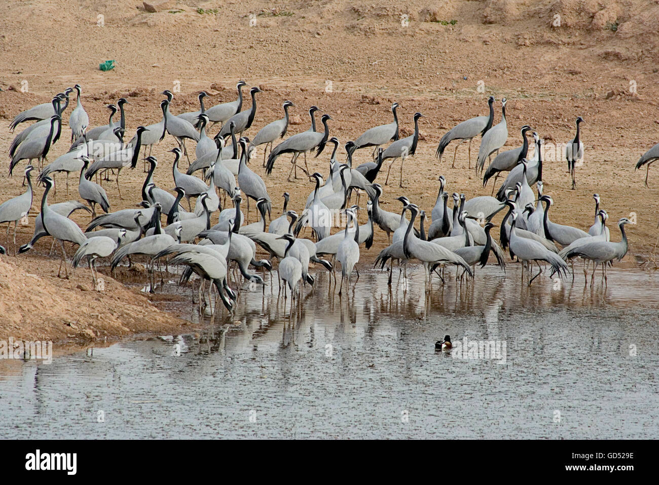 Keechan High Resolution Stock Photography and Images - Alamy