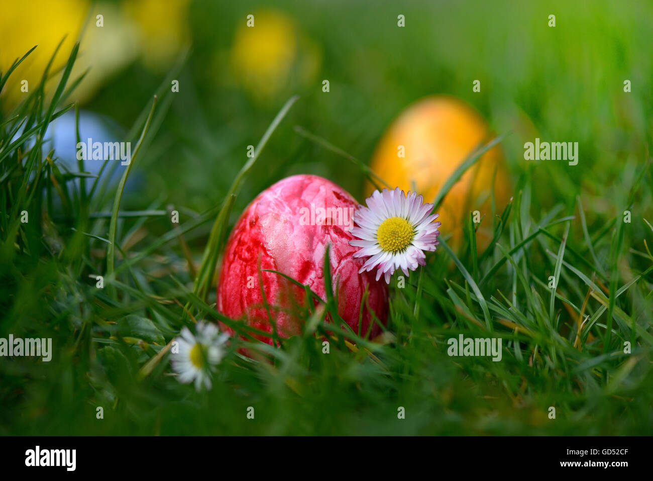 Easter Eggs in grass Stock Photo - Alamy