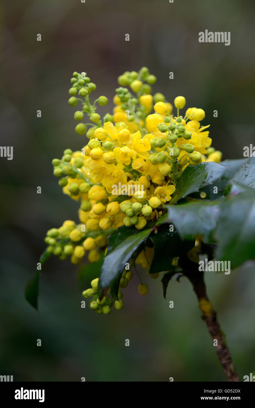 Gewoehnliche Mahonie, Mahonia aquifolium Stock Photo - Alamy