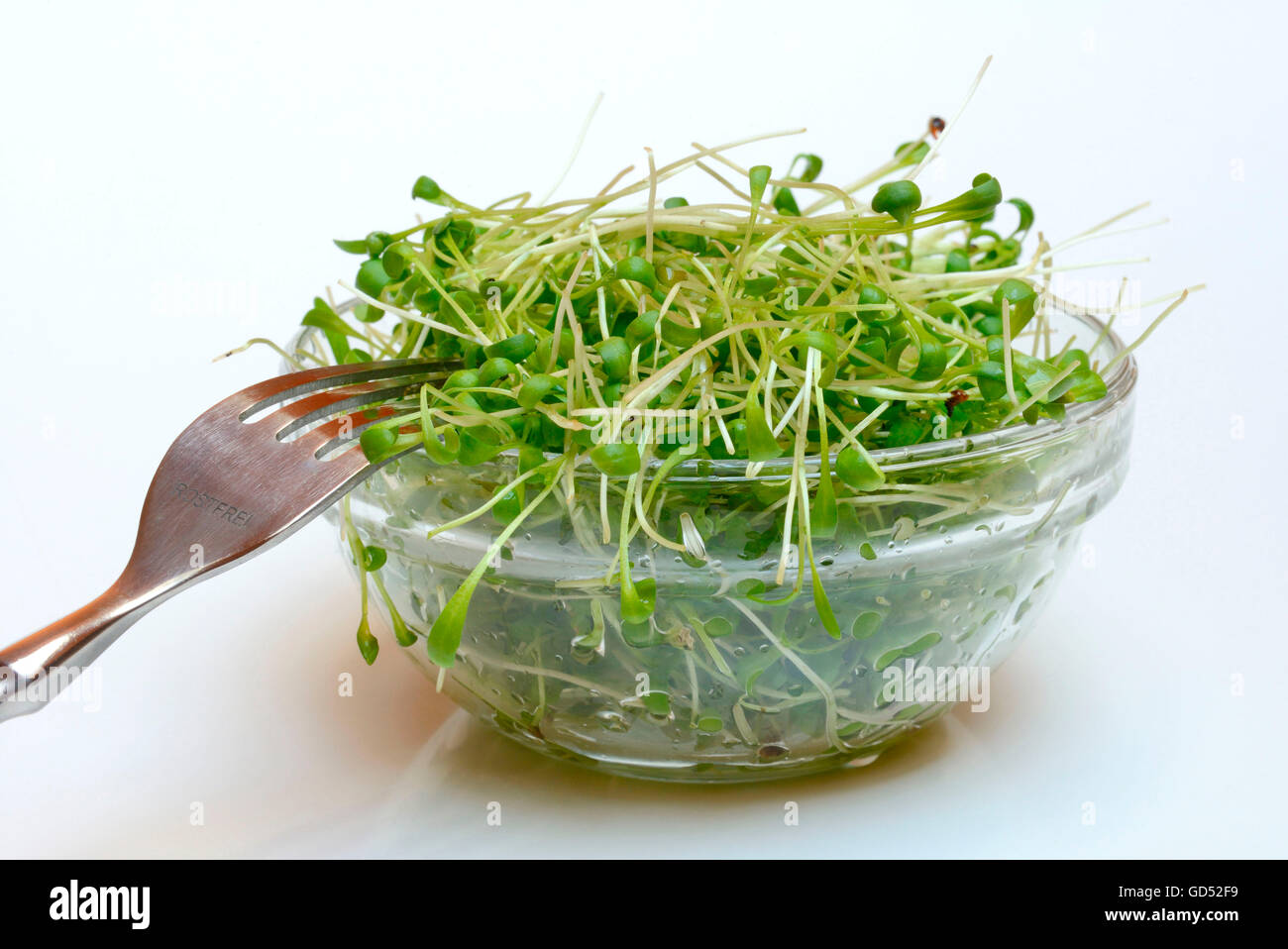 Garden cress / (Lepidium sativum Stock Photo - Alamy