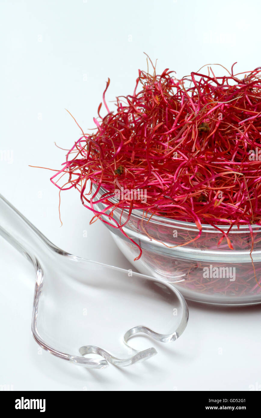 Beetroot sprouts / (Beta vulgaris Stock Photo - Alamy