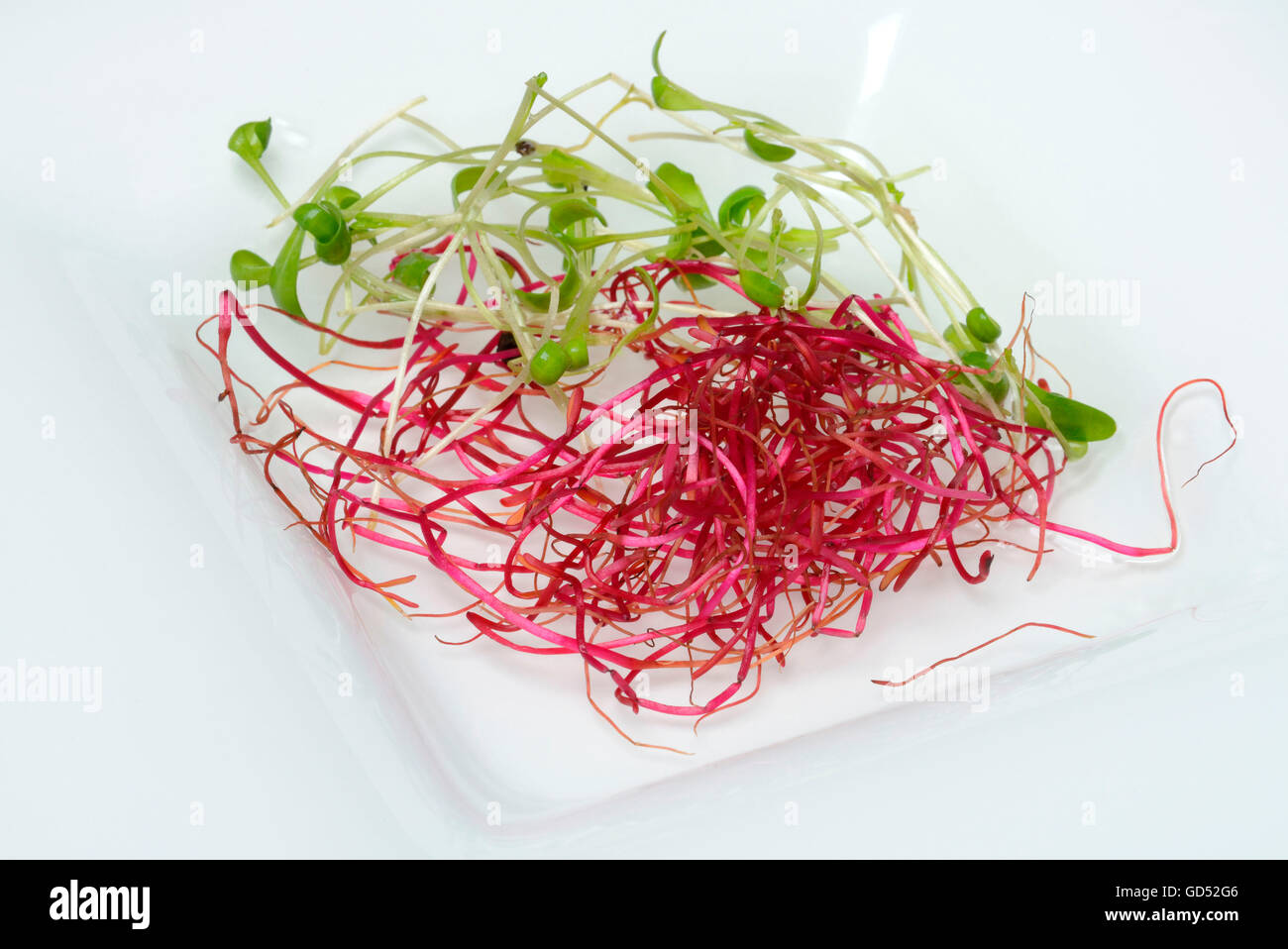Beetroot sprouts, Garden cress sprouts / (Beta vulgaris), (Lepidium ...