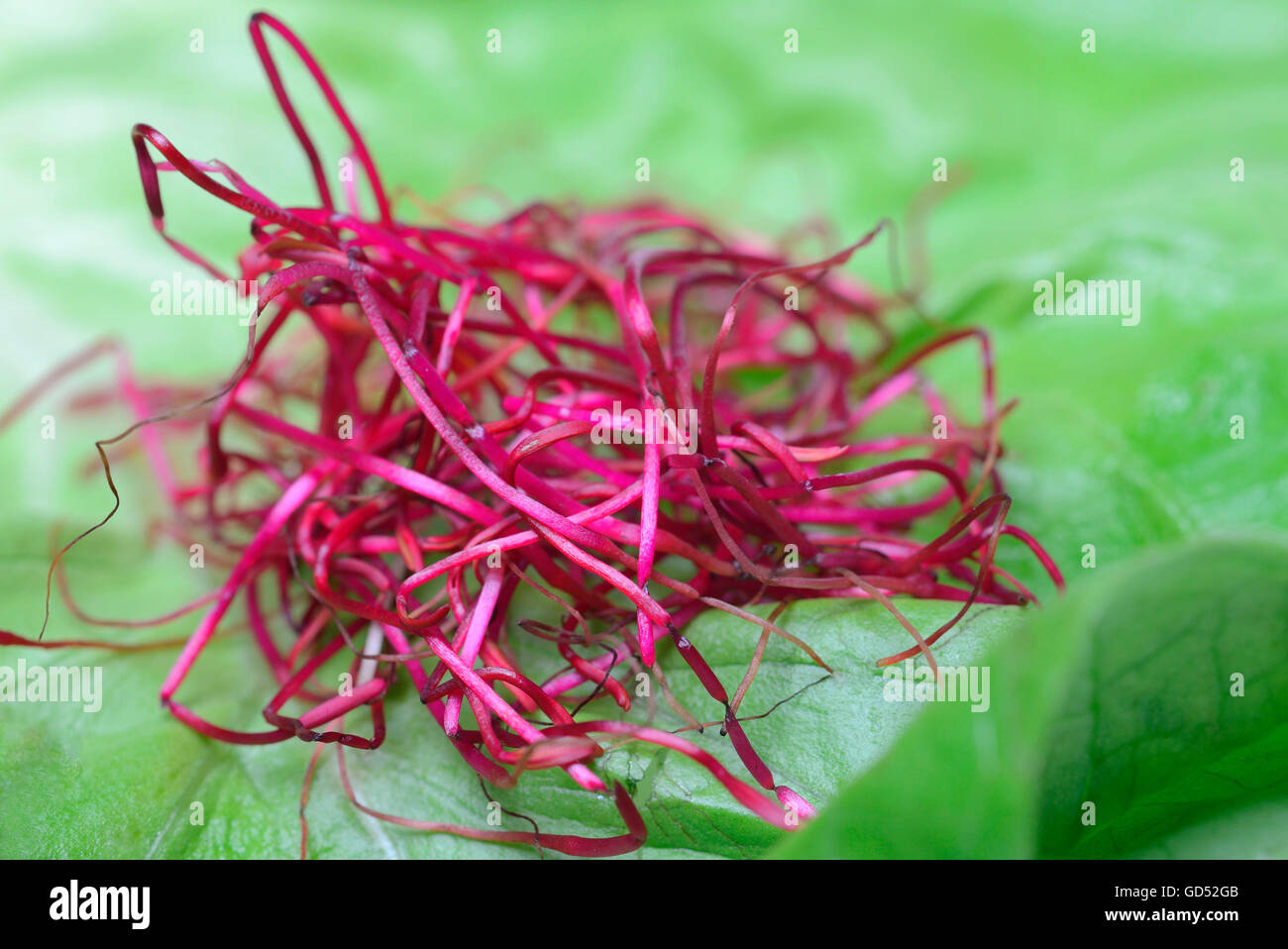 Beta vulgaris plant hi-res stock photography and images - Alamy