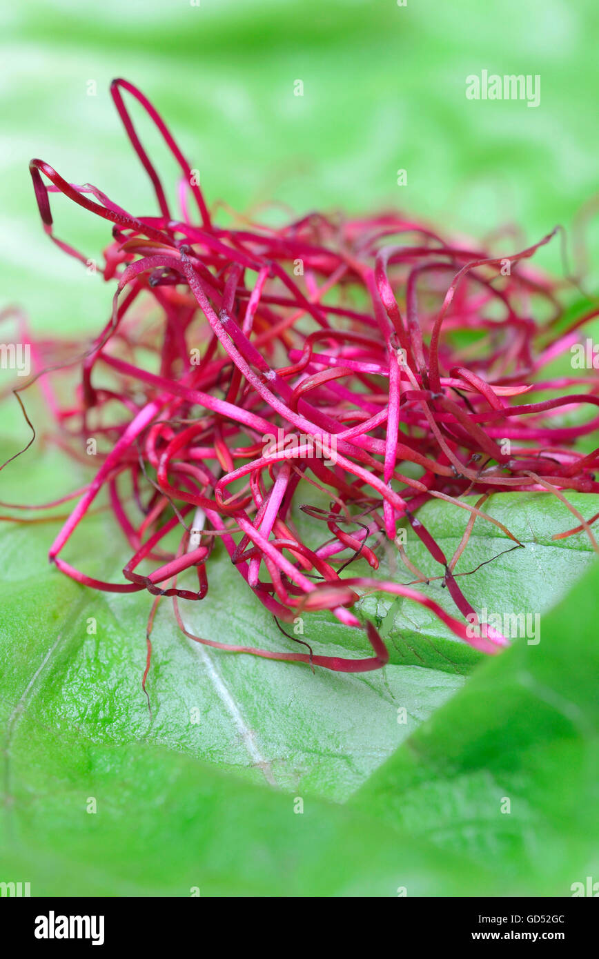 Beetroot sprouts / (Beta vulgaris Stock Photo - Alamy