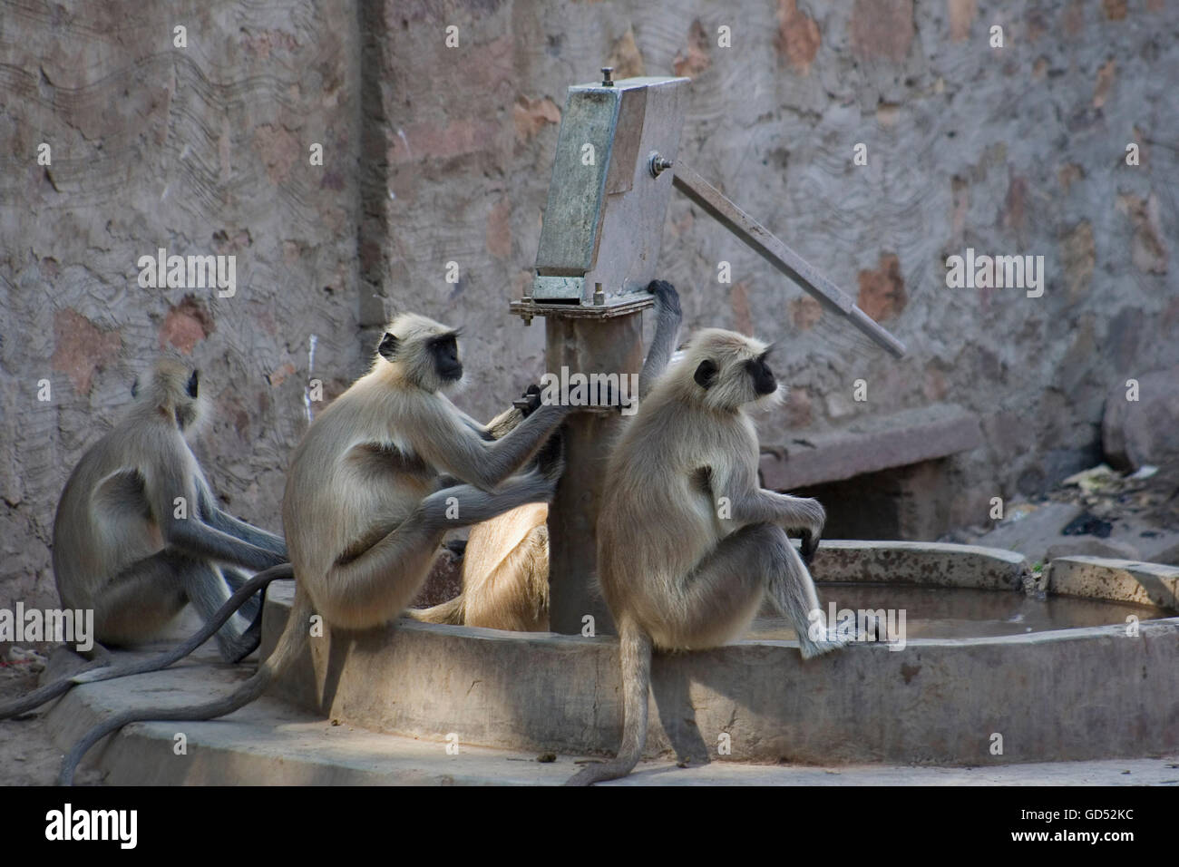 Langurs at a hand pump Stock Photo - Alamy