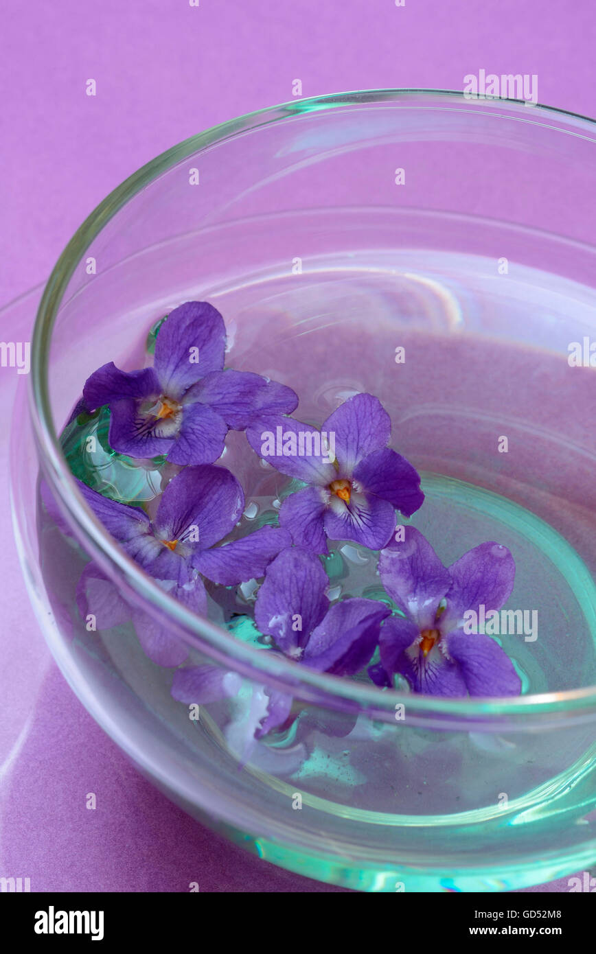 Violet tea / (Viola odorata Stock Photo - Alamy